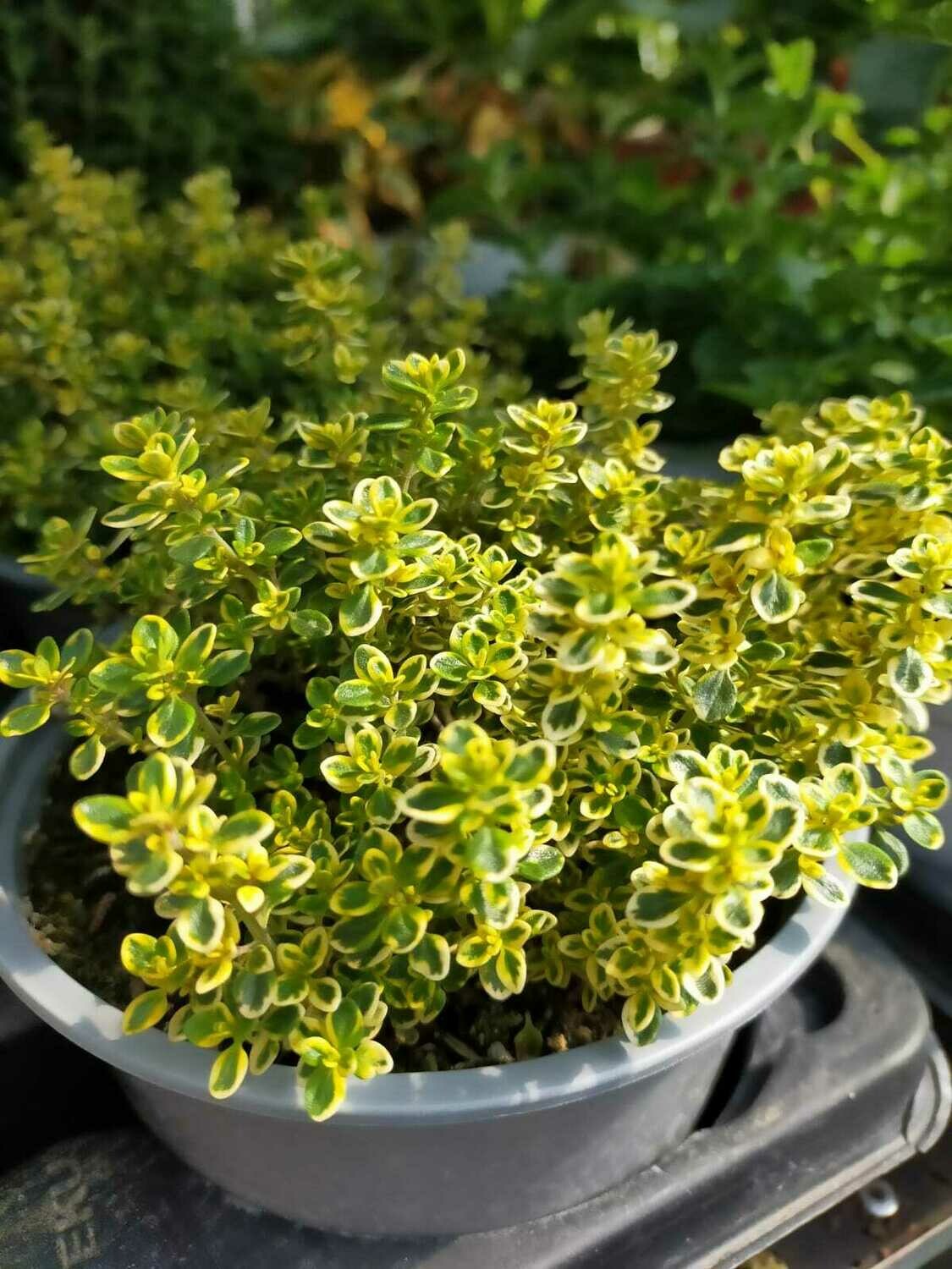 Thym citron panaché Ø14