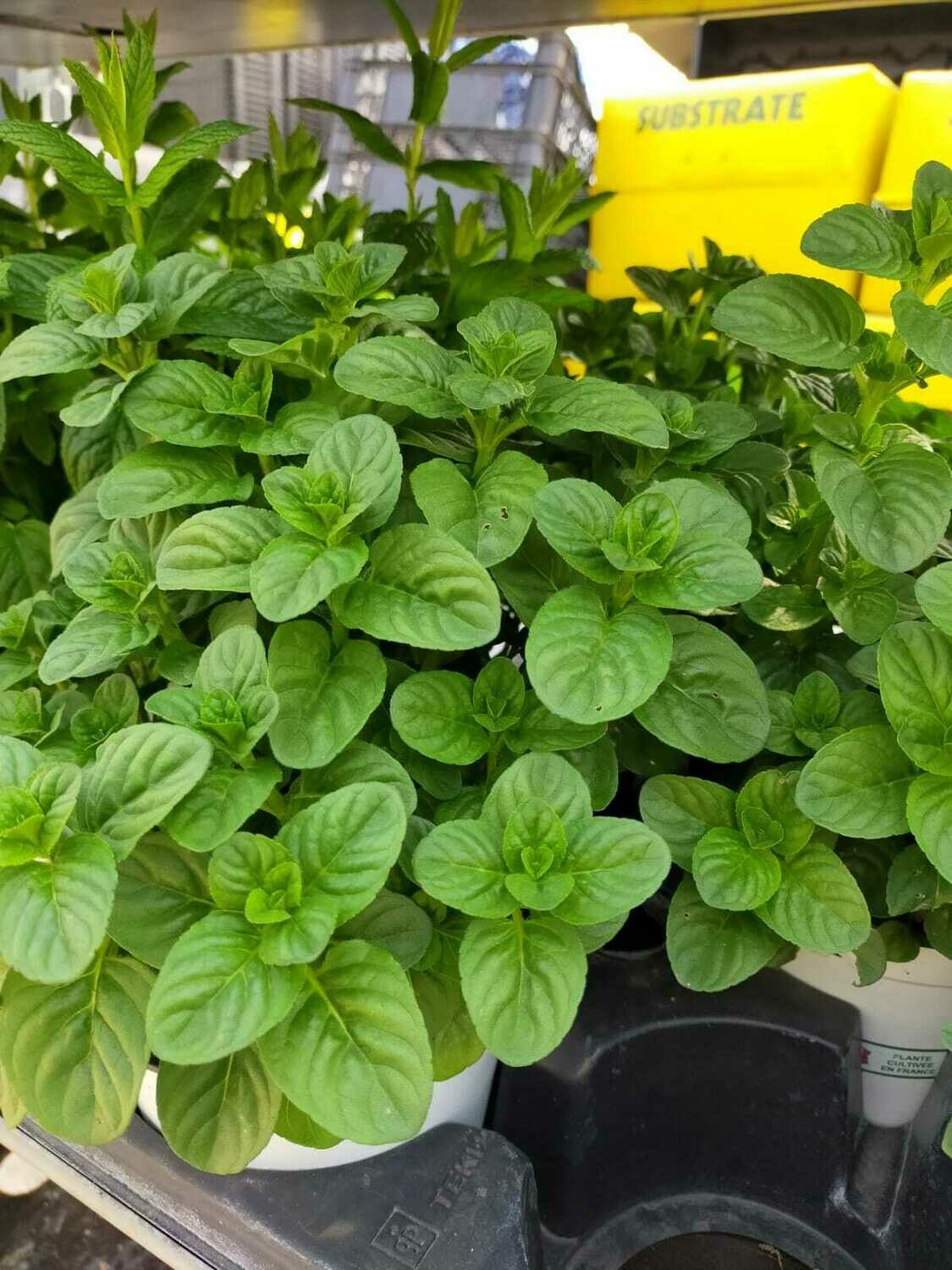 Menthe à feuilles basilic