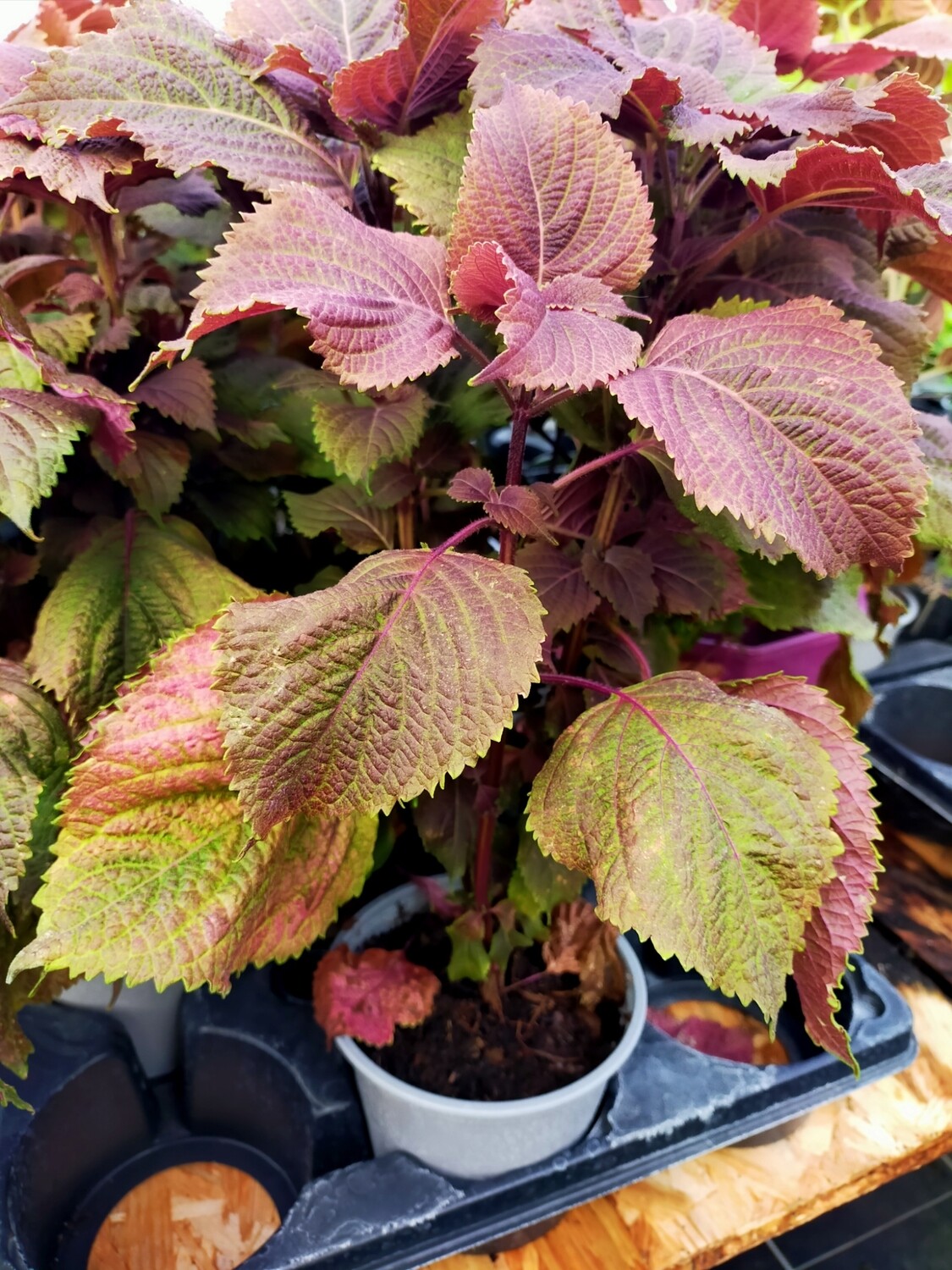 Perille / Shiso - Persil Japonais