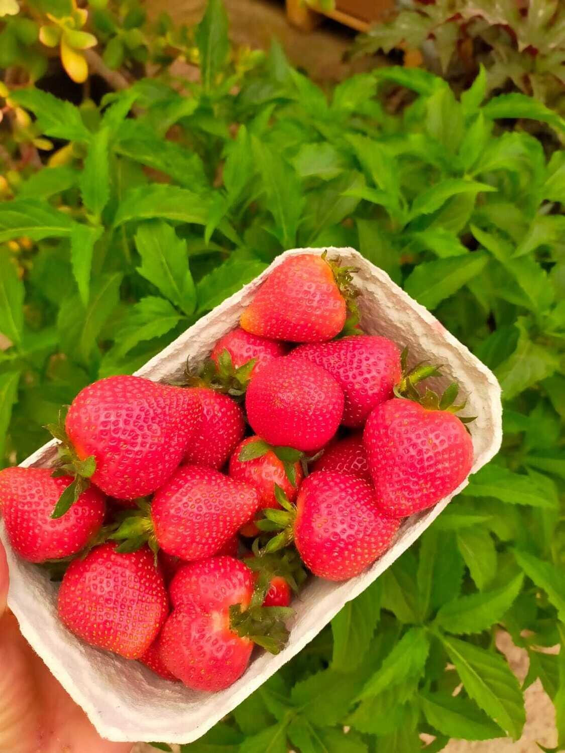 Barquette Fraises Charlotte 500gr