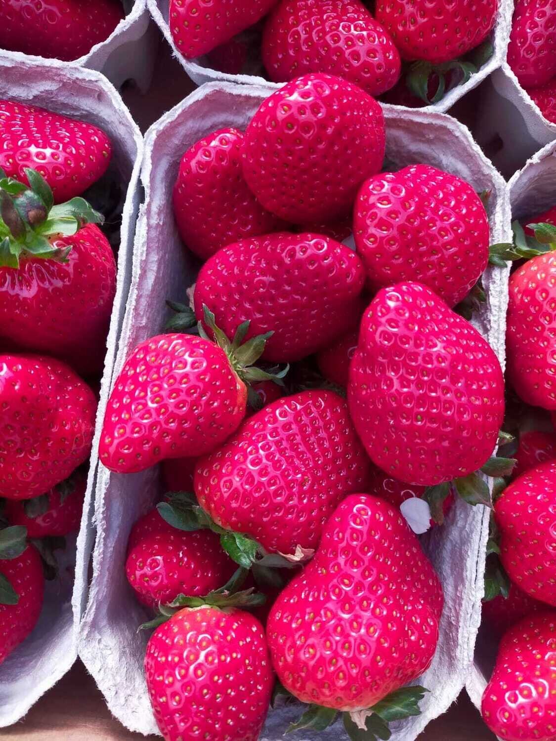 Barquette Fraises DREAM 500gr