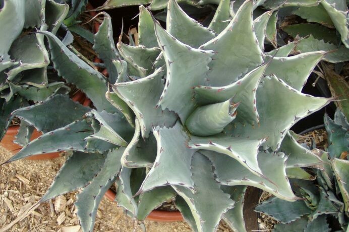 Agave colorata