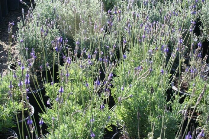Lavandula multifida