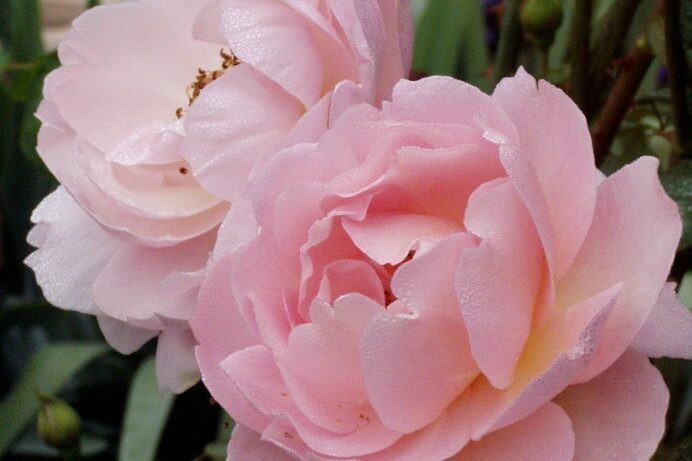 Rosa ‘Belle Story’