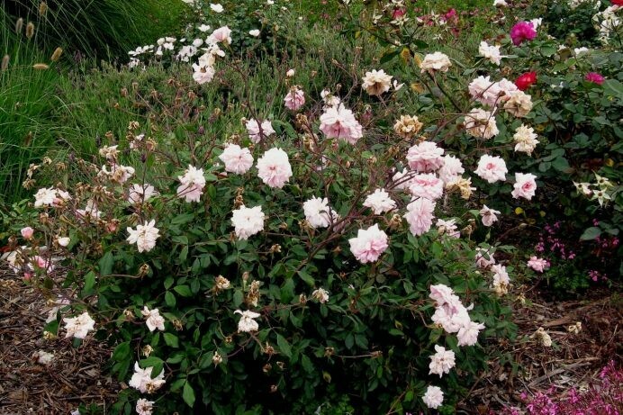 Rose- Cecile Brunner Bush