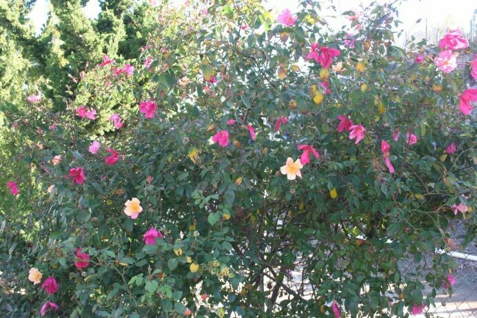 Rosa ‘Mutabilis’