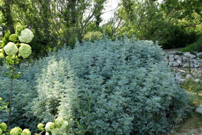 Artemesia Powis Castle