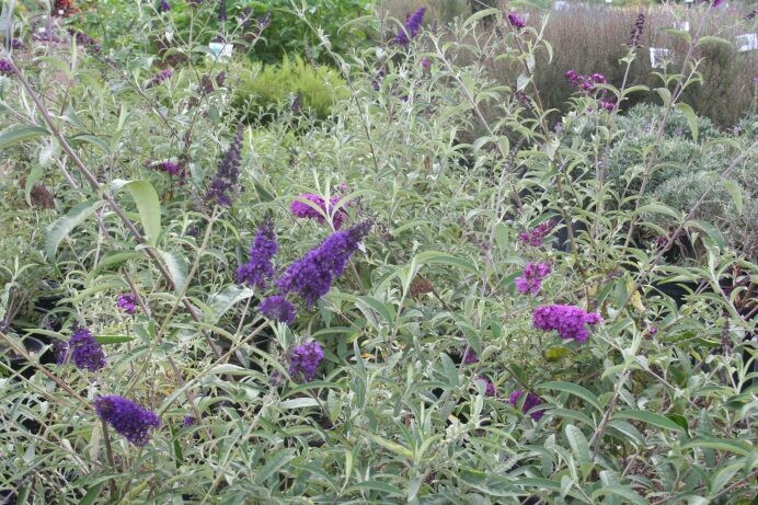 Buddleja davidii