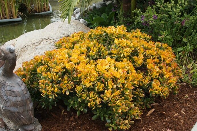 Crassula ‘Sunset Jade’