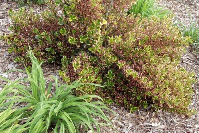 Coprosma baueri variegata