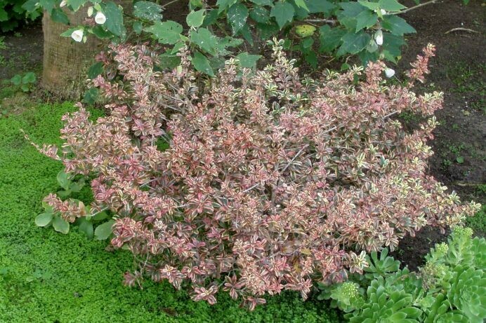 Coprosma repens variegata