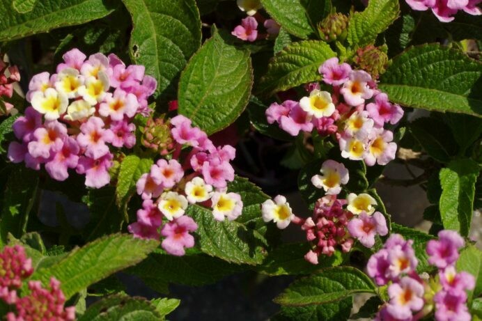 Lantana camara Dwarf Pink