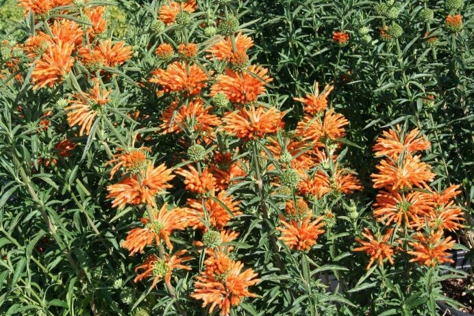 Leonotis leonurus