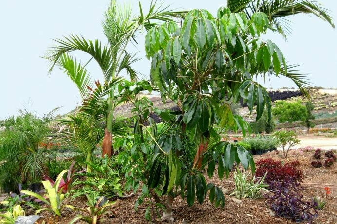 Tupidanthus calyptratus