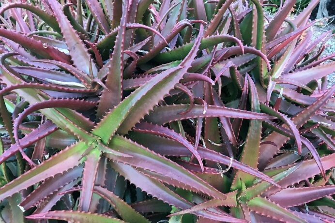 Aloe cameronii