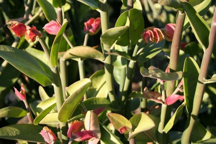 Pedilanthus bracteatus