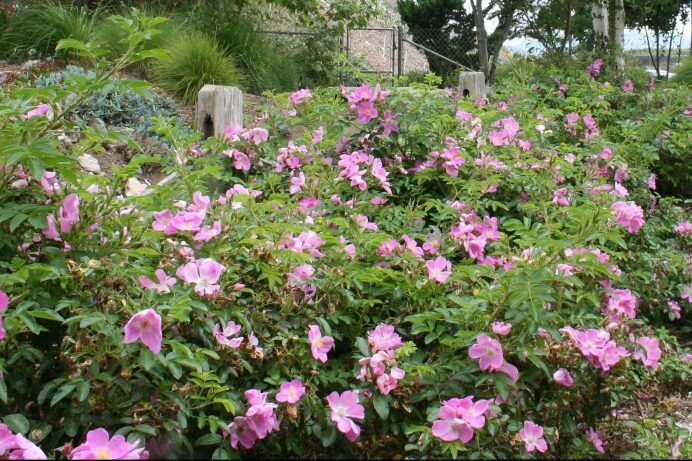 Rosa Rugosa ‘Rosalina’