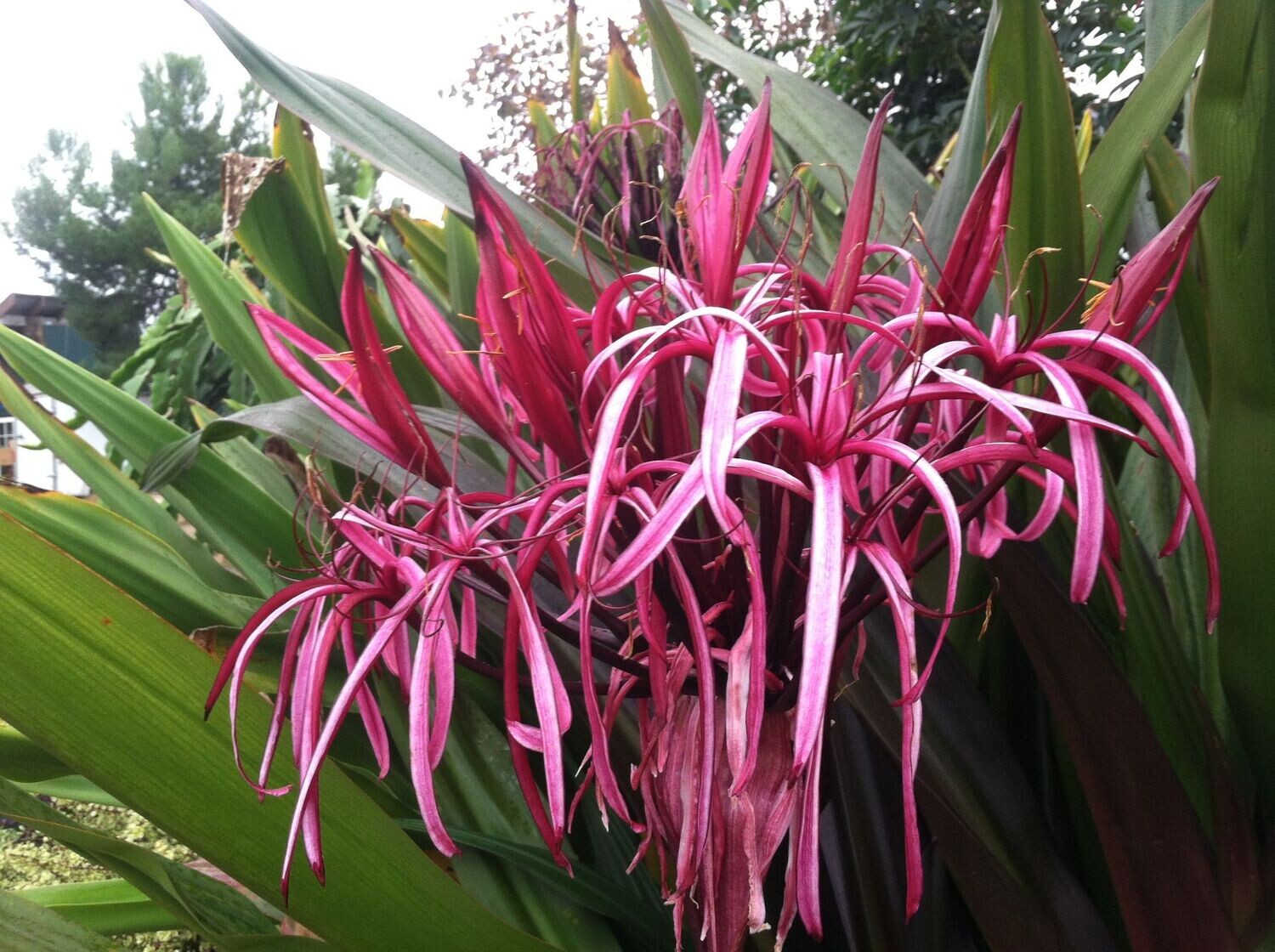 Crinum asiaticum var. procerum