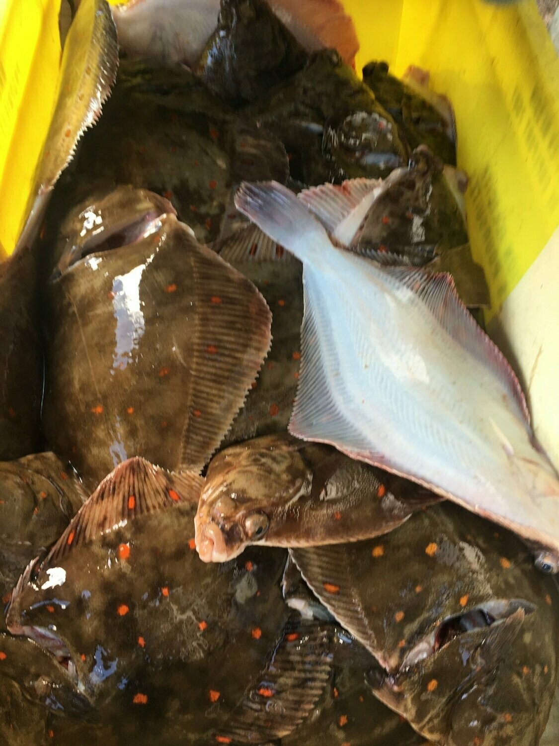 Plaice, Whole | Fillets