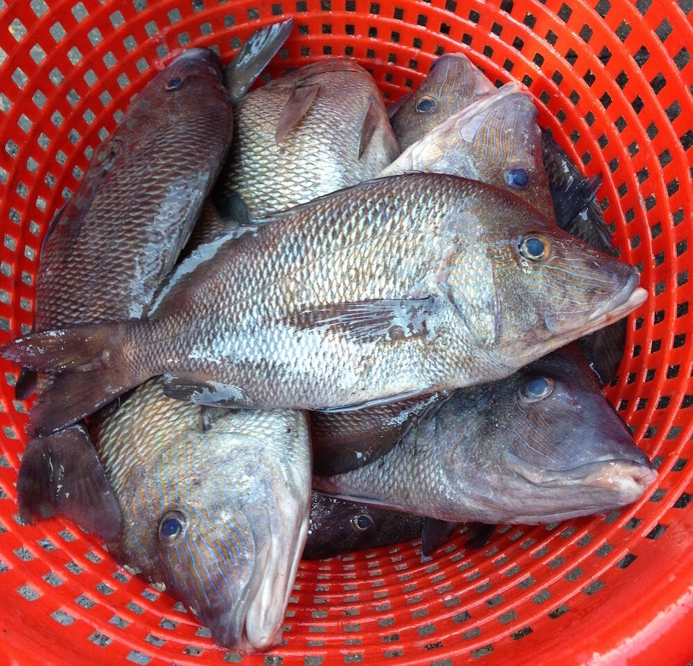 Grunter / Dhotar - 1000g ( 1 Pc/Kg)