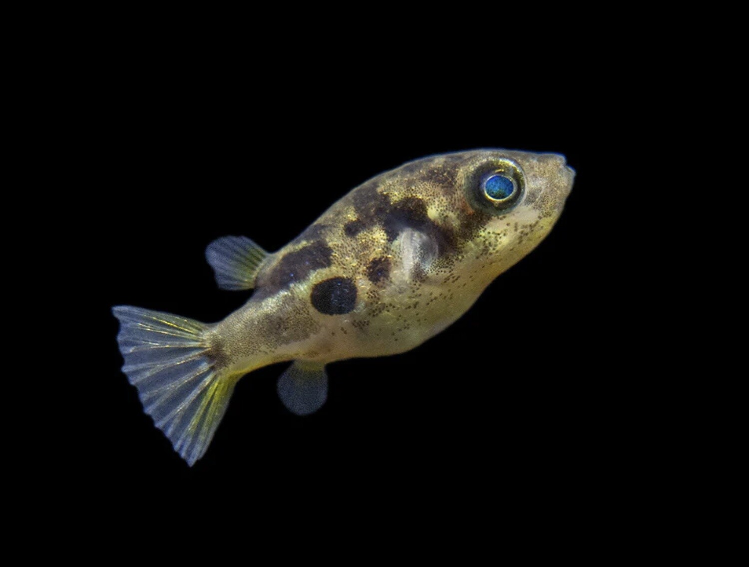 Pea Puffer