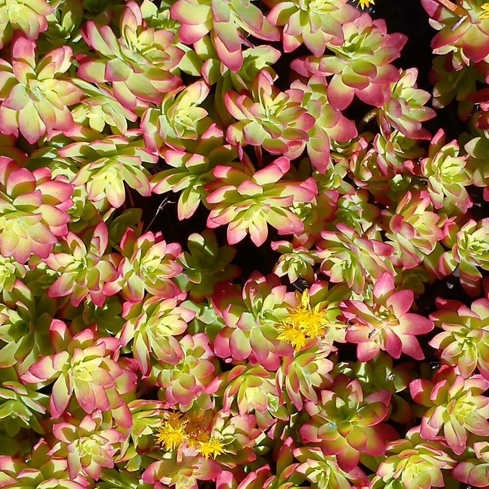 Sedum palmeri