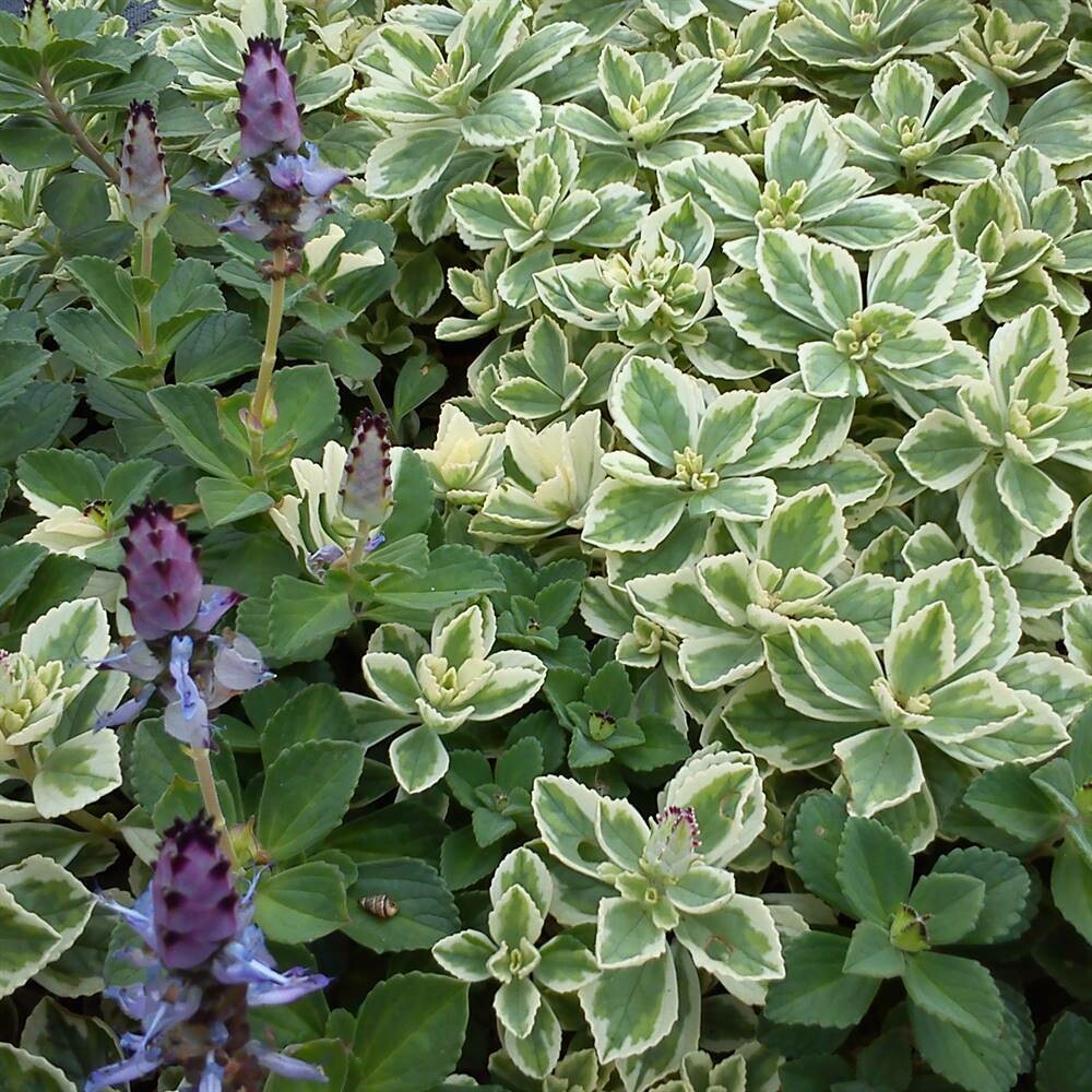 Plectranthus neochilus (variegated)