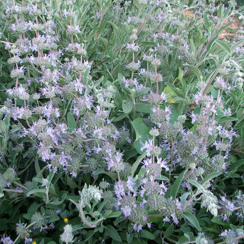 Salvia x 'Bees Bliss'