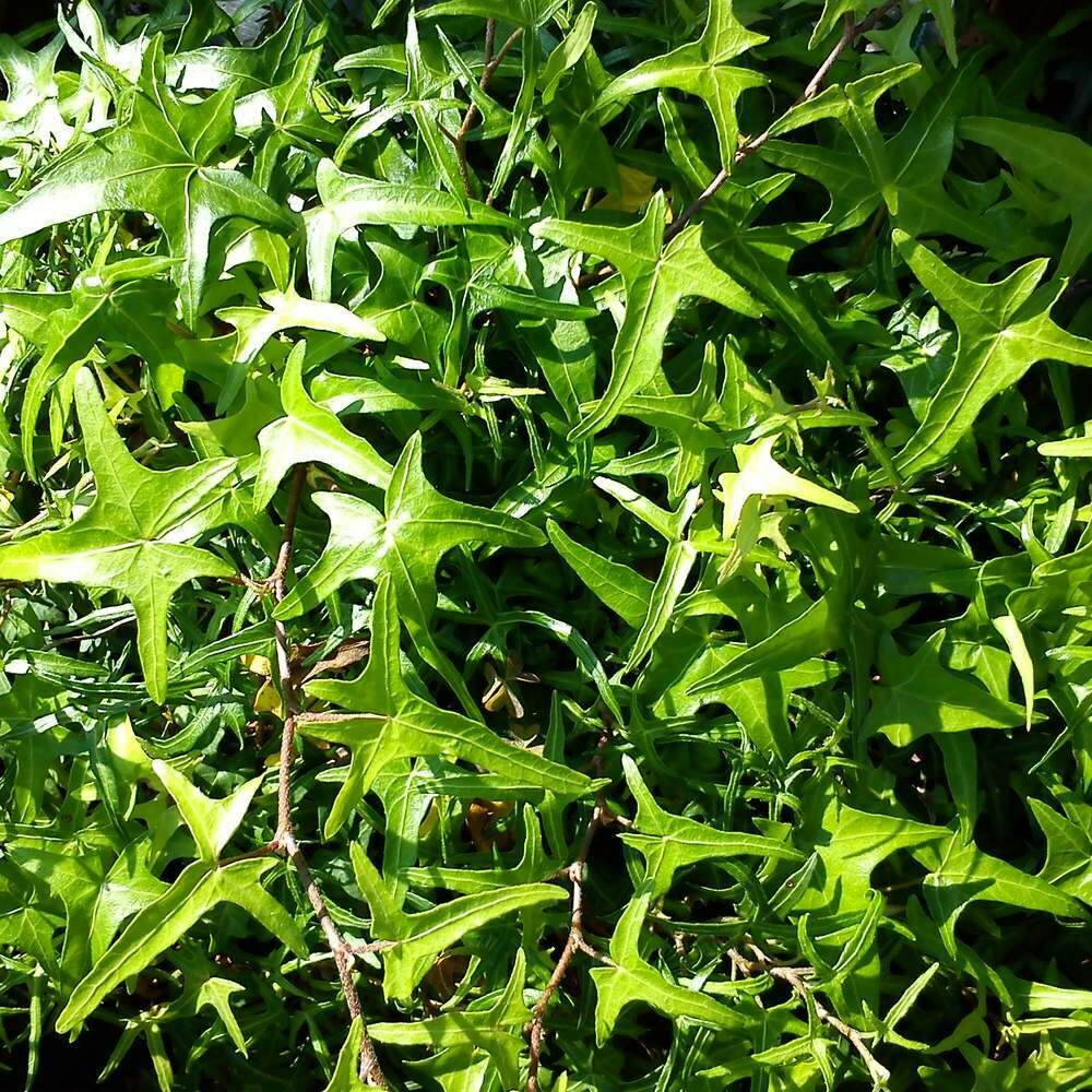 Hedera helix (Bird's foot Ivy)