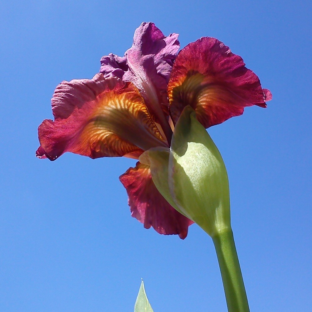 Iris germanica 'Red Zinger'