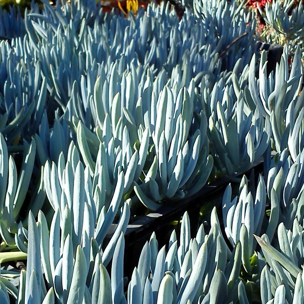 Senecio mandraliscae 'Blue Chalk Sticks'