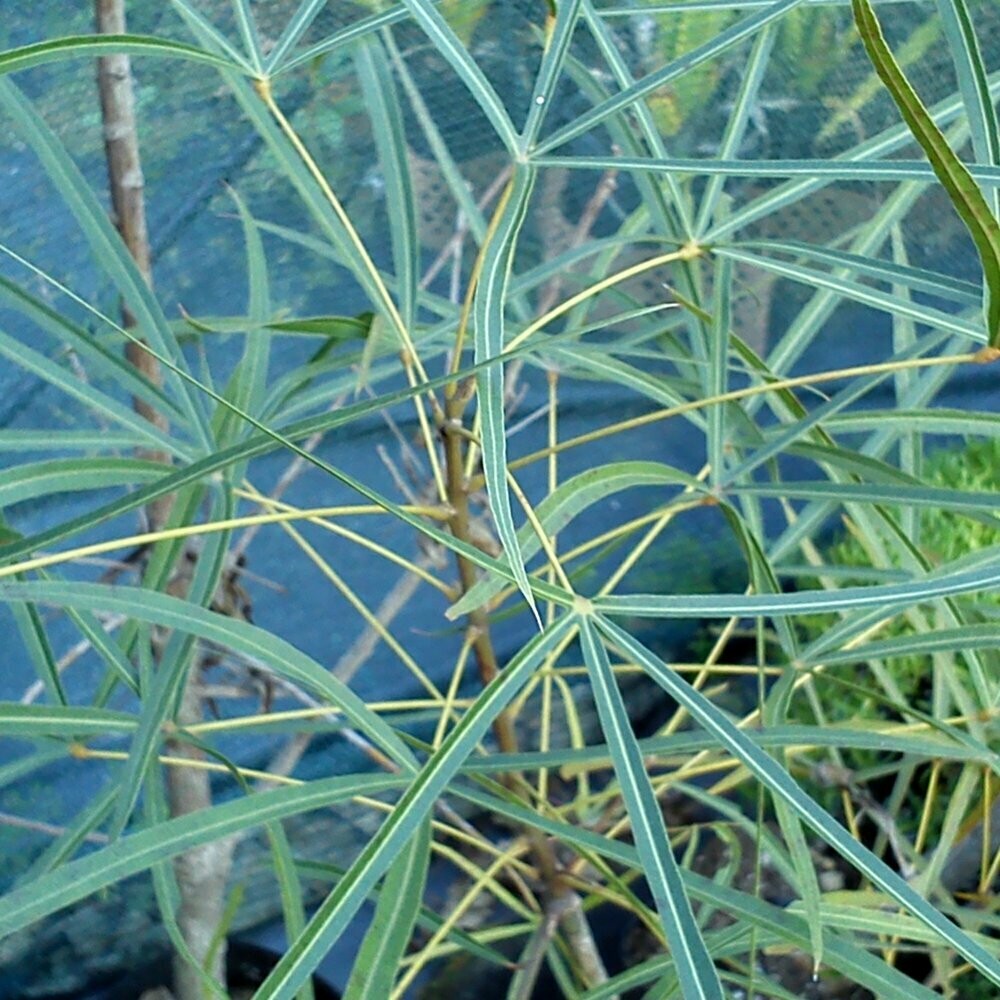 Brachychiton rupestris