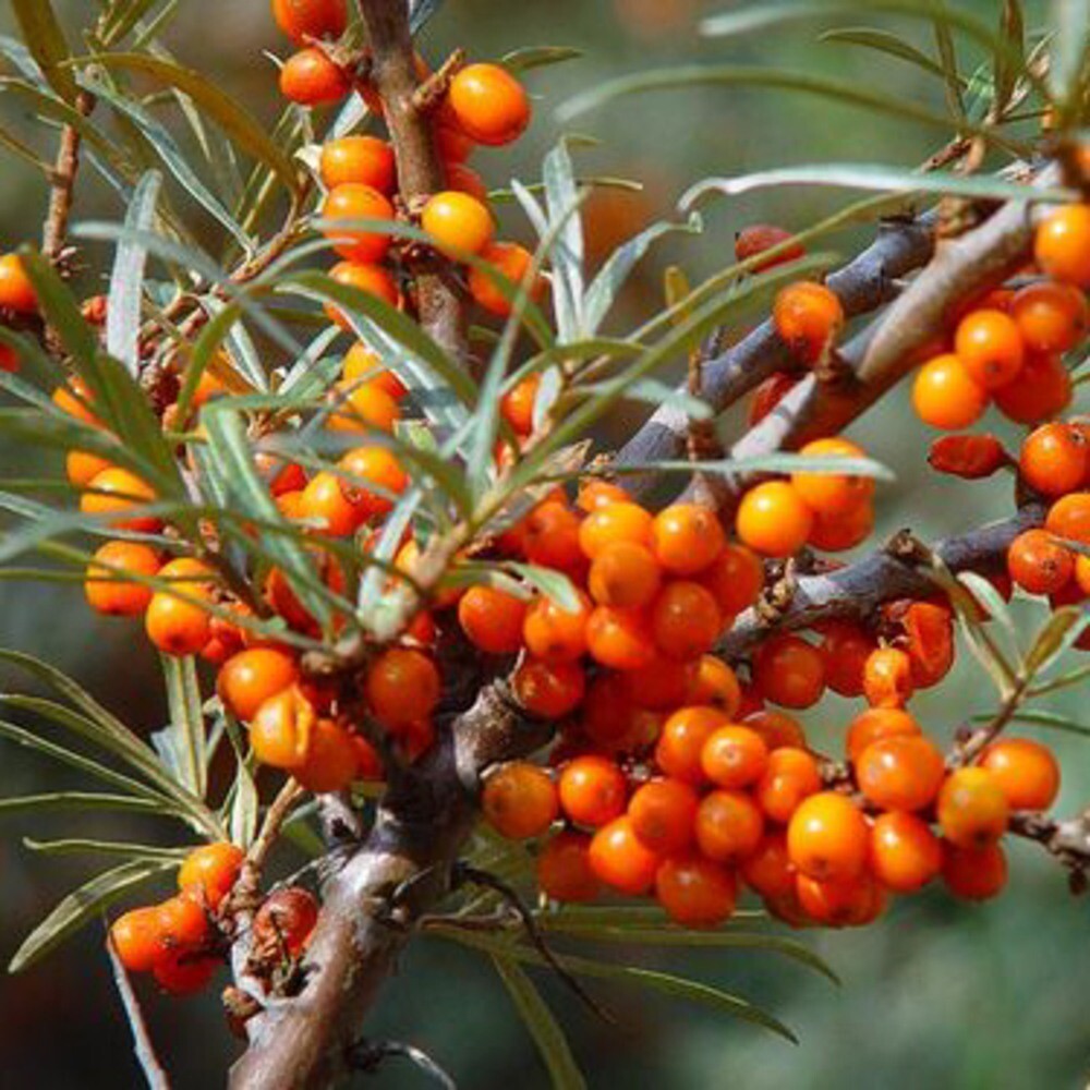 Hippophae rhamnoides
