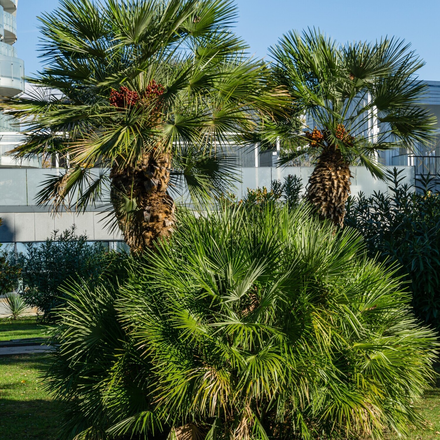Chamaerops humilis