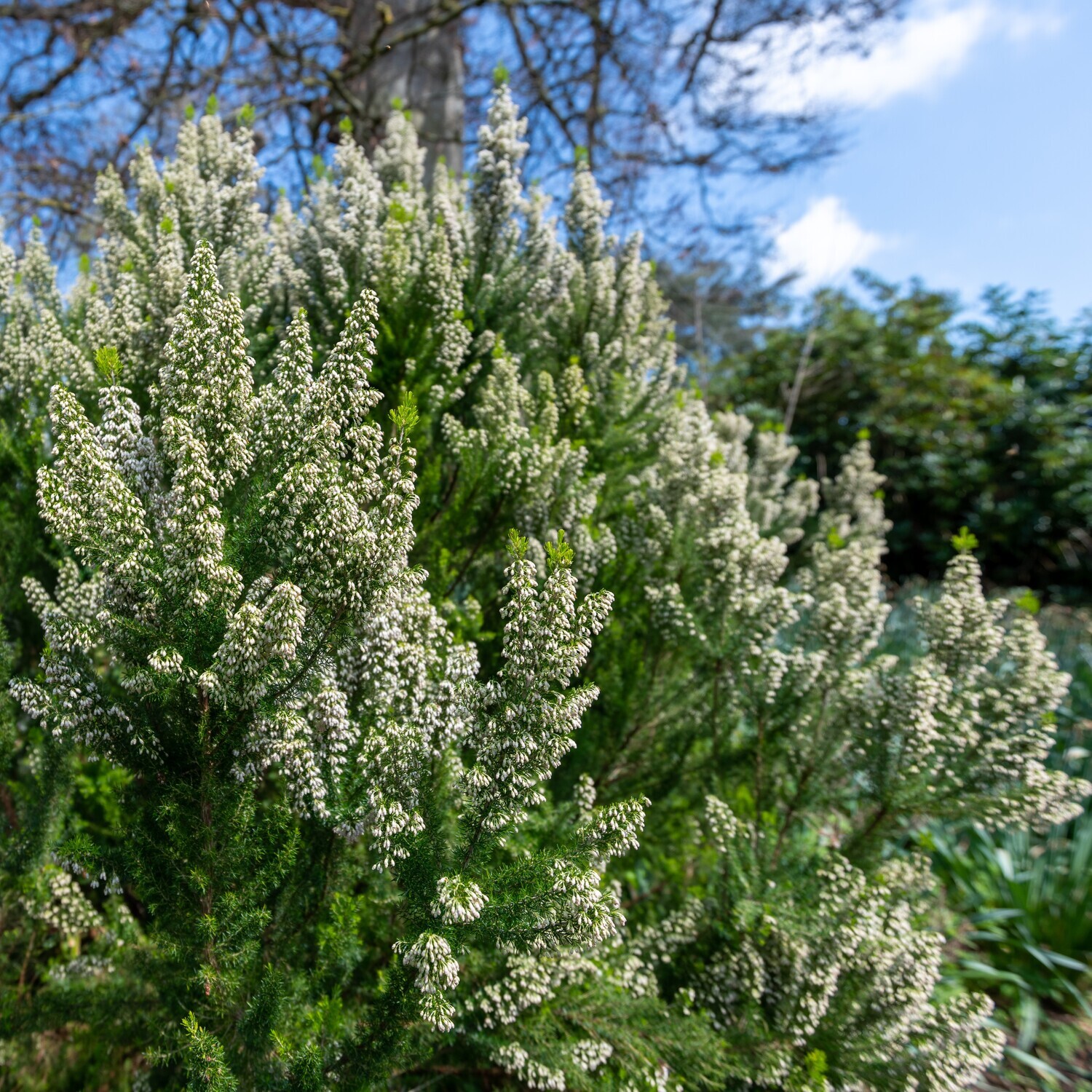 Erica arborea
