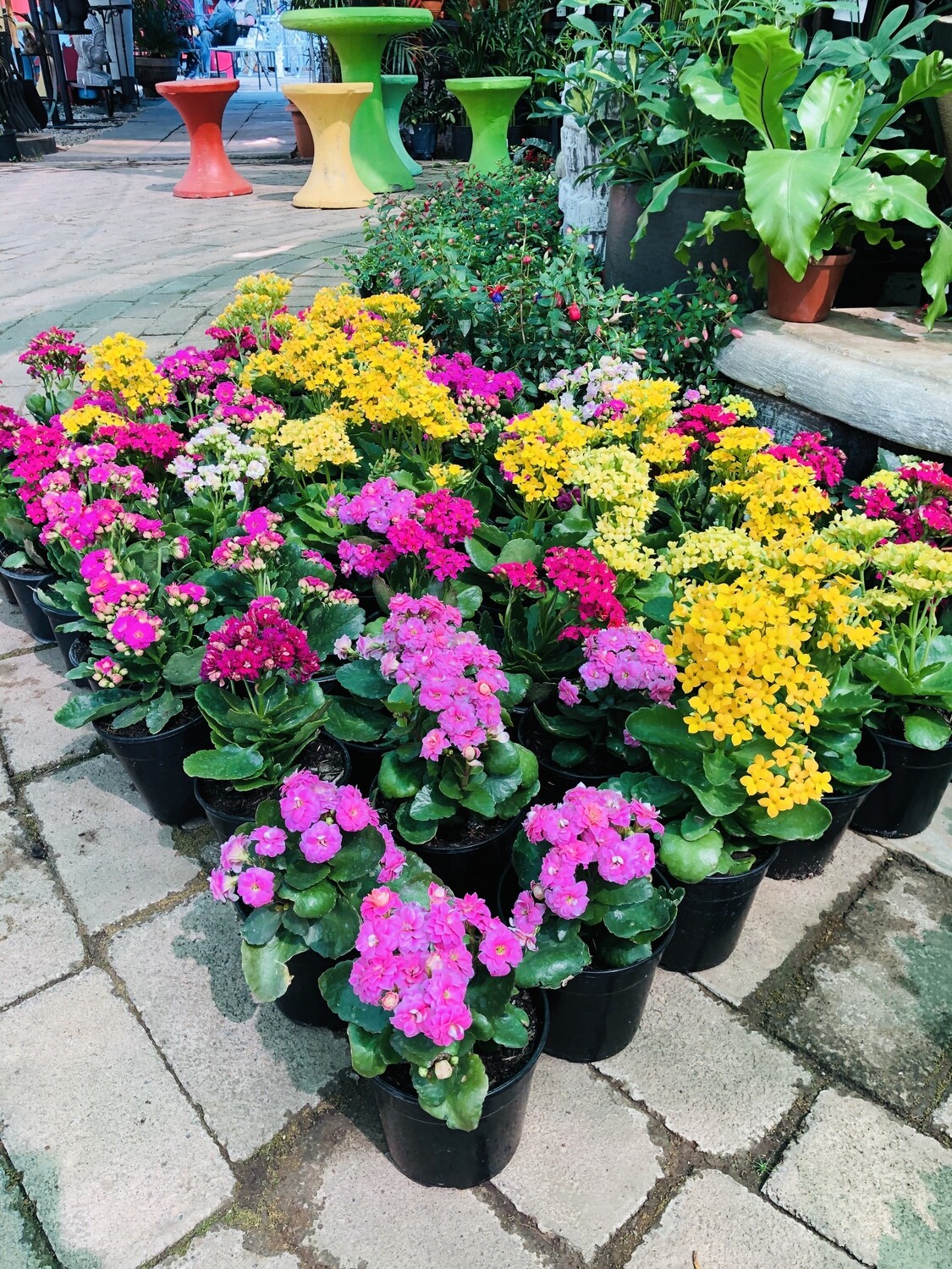 Kalanchoe Mixed Colours 12cm Pot