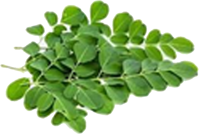 Feuille entière de Moringa 50g