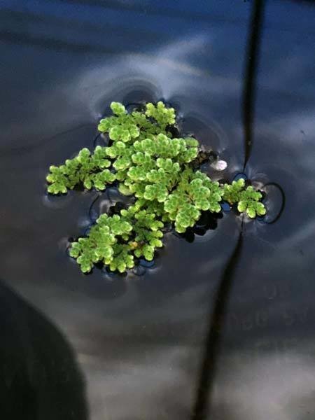 Azolla (Fairy Moss) Floating Pond Plant - Plant Accessories For Ponds ...
