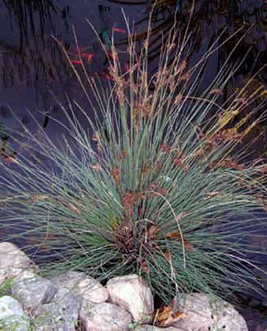 Blue Rush Pond Plant - Pond Products Canada - Hydrosphere Water Gardens