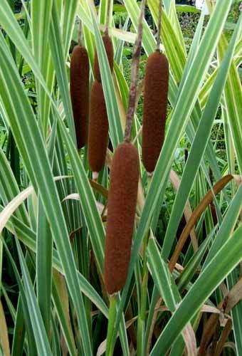 Variegated Cattail Pond Plant - Pond Grasses, Rushes & Reeds ...