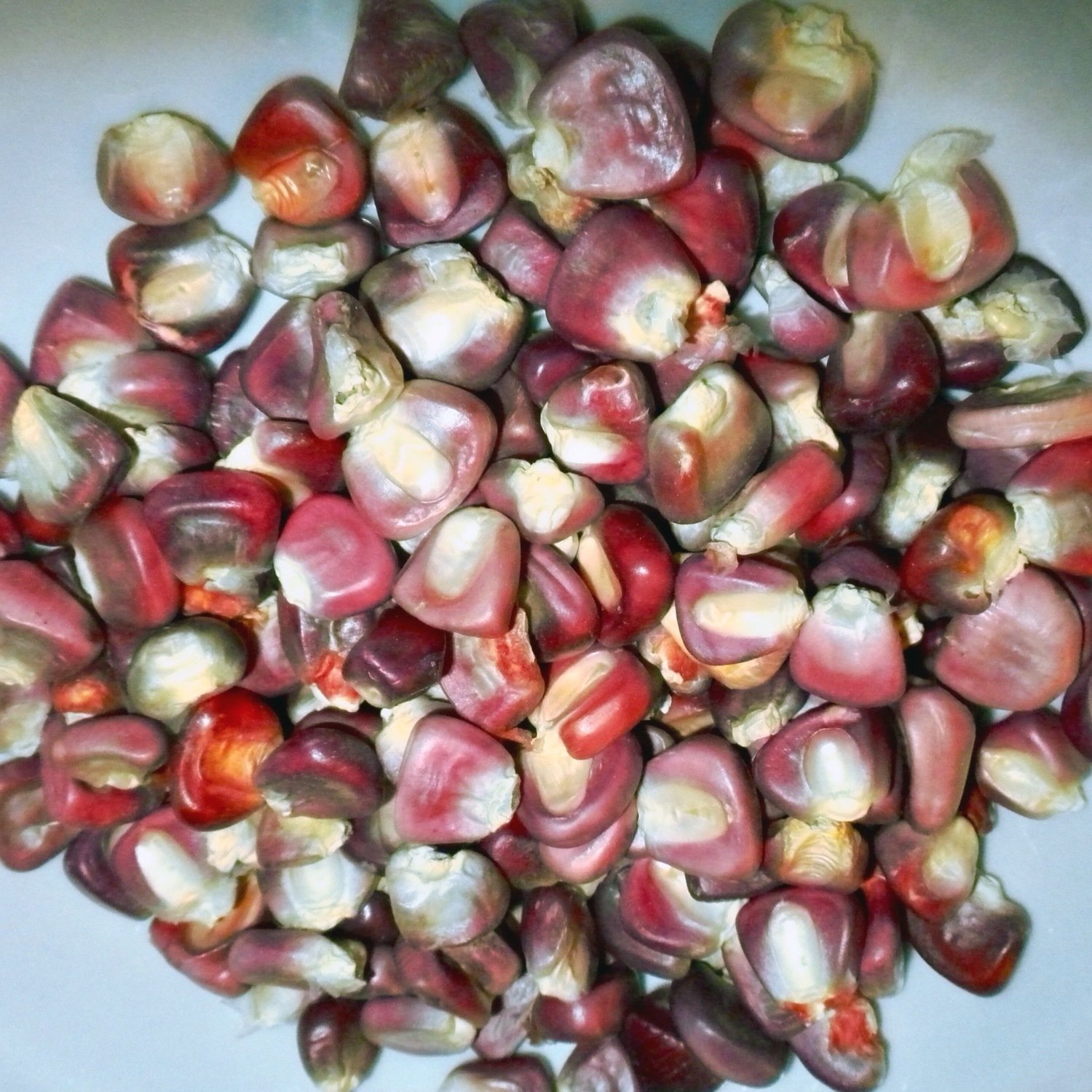 Heirloom Red Corn Pozole (Hominy Posole)