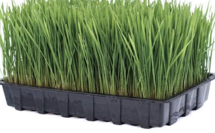 Wheat Grass Tray (Organic)