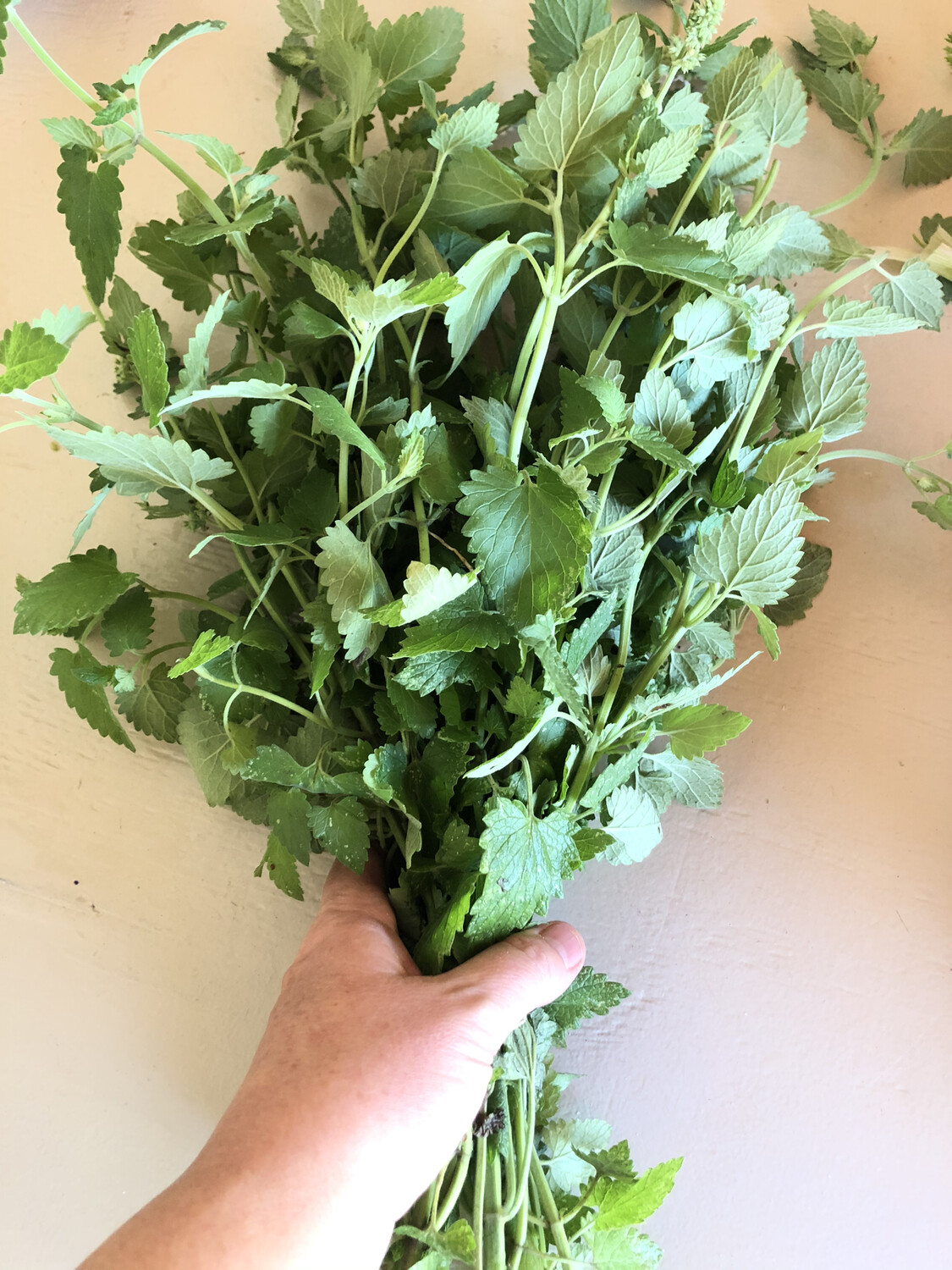 Catnip (fresh) (Organic)