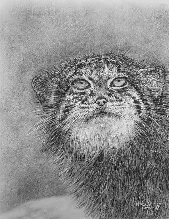 Originals - depicting Endangered Species