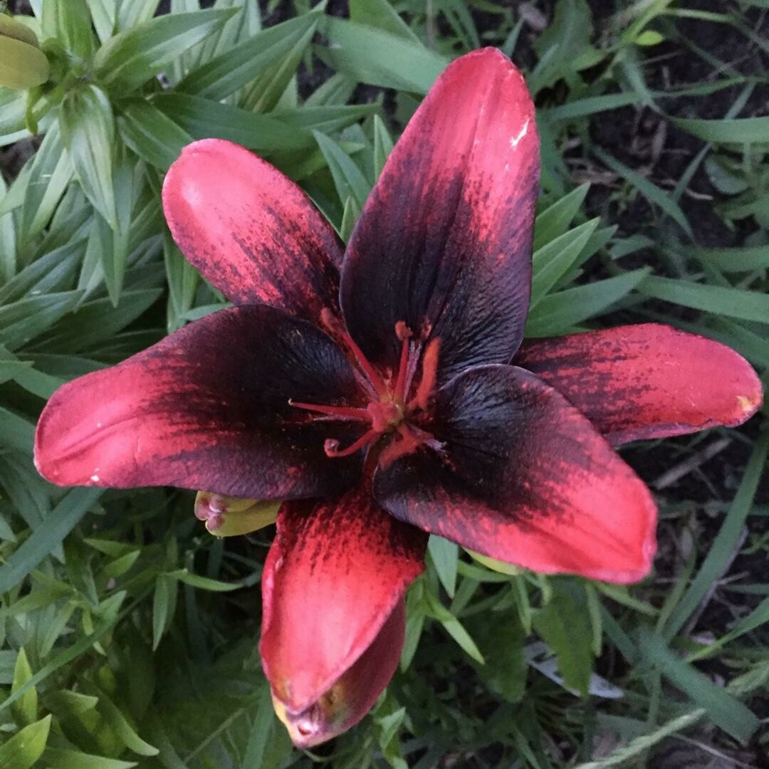 Asiatic Lily, Lily Looks, Tiny Shadow