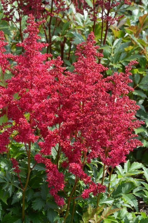 Astilbe, Chinensis Lowlands Ruby Red