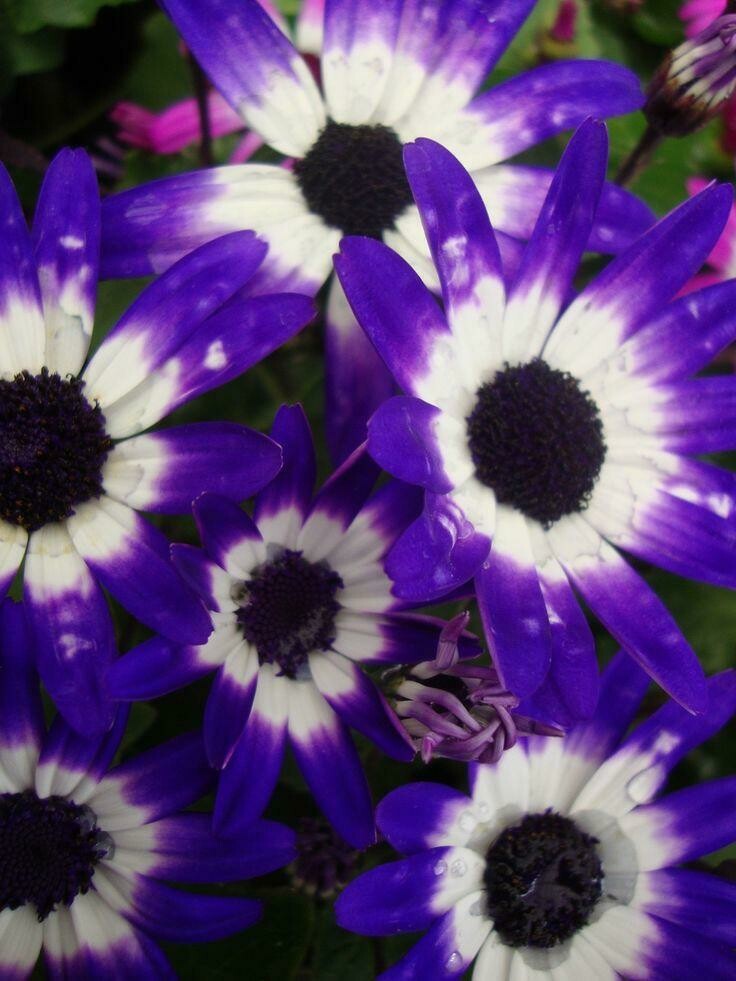 Cineraria, Blue Bicolor