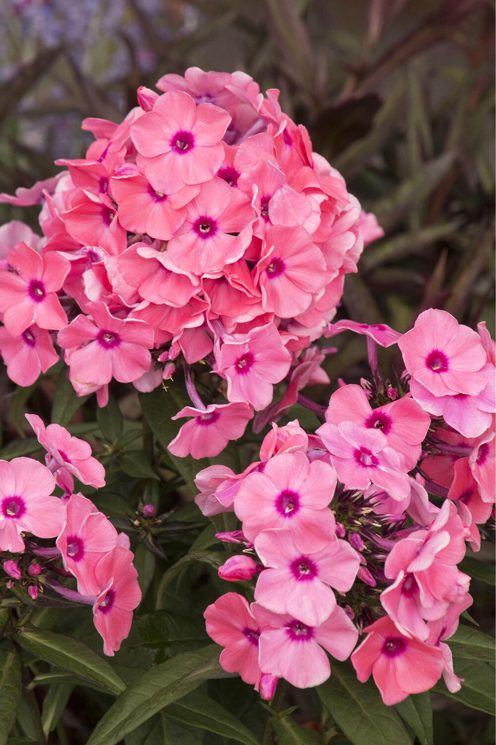 Phlox, Coral Creme Drop