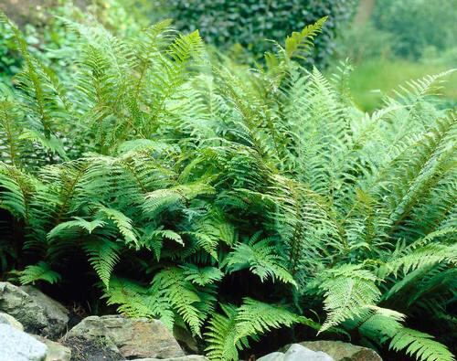 Upright Fern