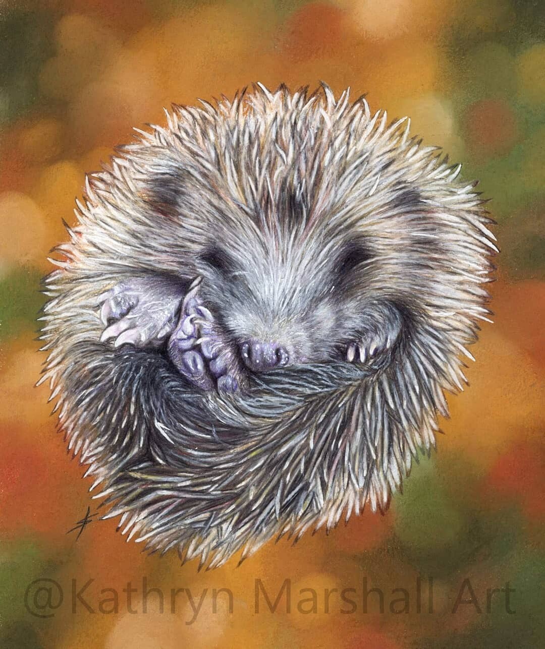 “Floating Hedgehog” A5 Limited Edition Giclee Print – Kathryn Marshall Art